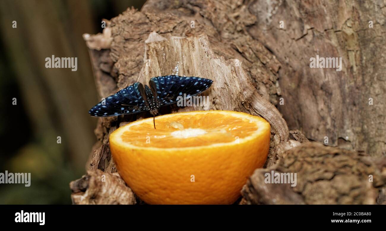 Photo of a beautiful colorful butterfly at work Stock Photo - Alamy