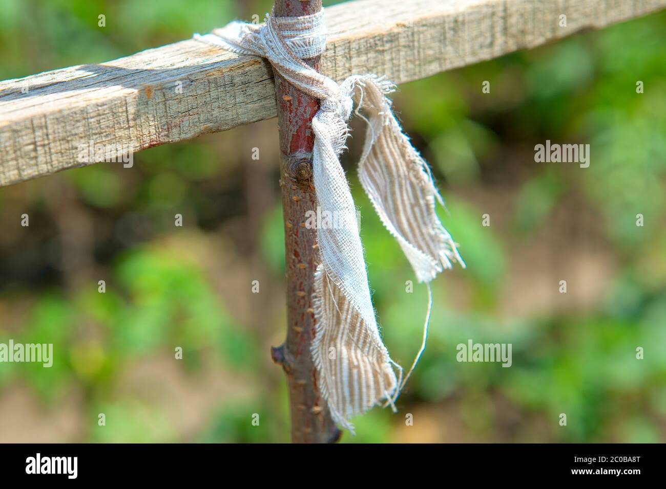 details of tying agricultural plants Stock Photo - Alamy