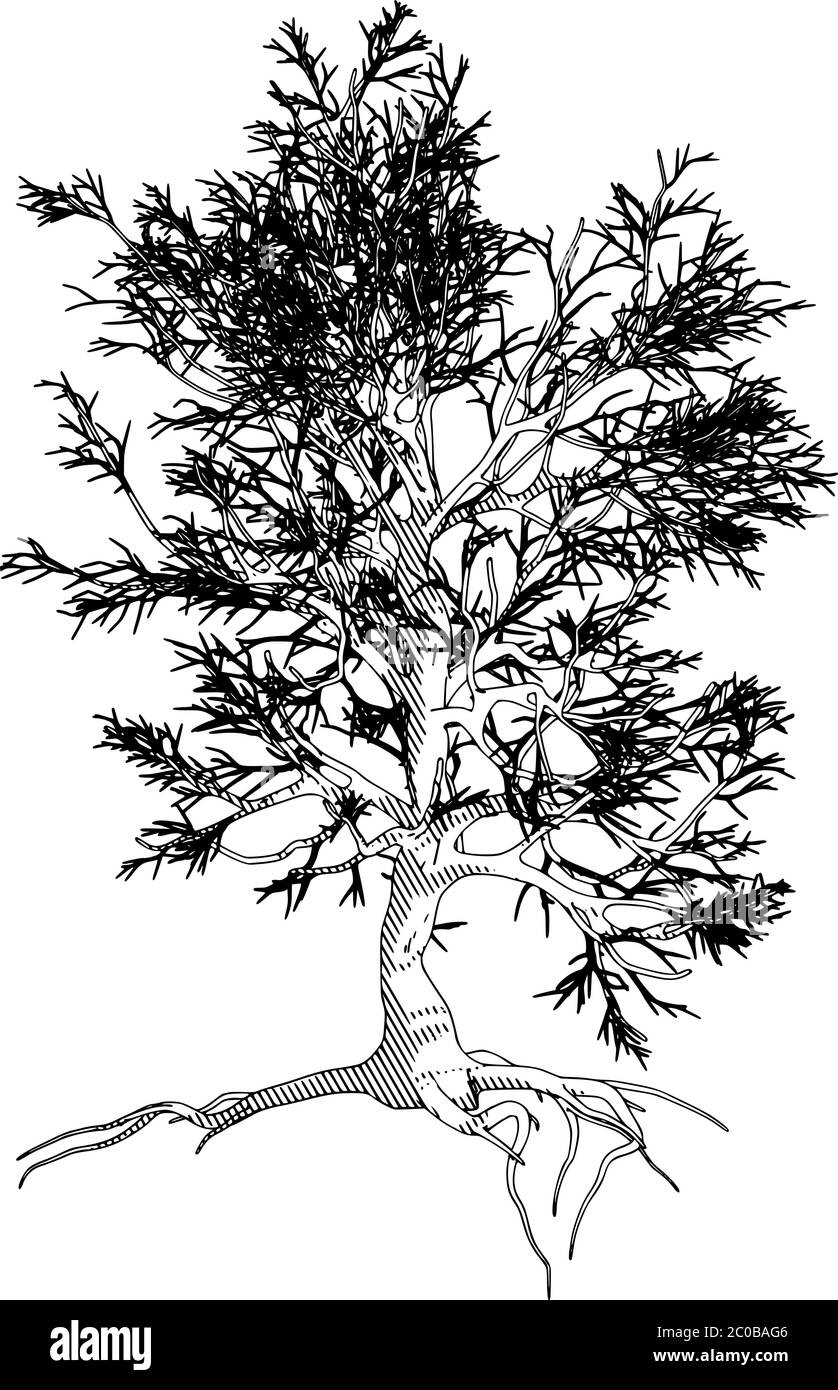 sketch of a tree on a white background vector Stock Vector Image & Art ...