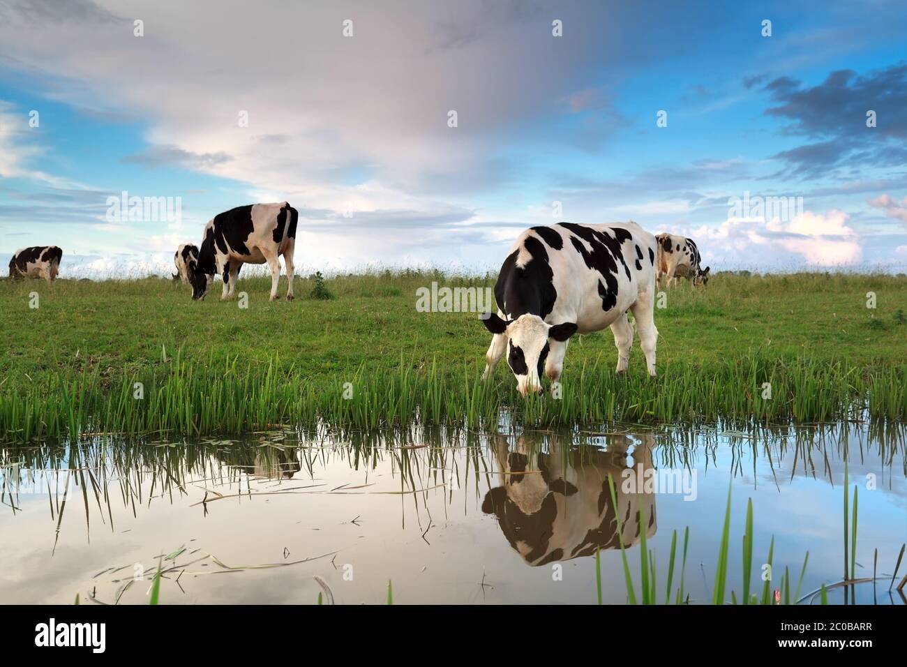 River Cows High Resolution Stock Photography and Images - Alamy