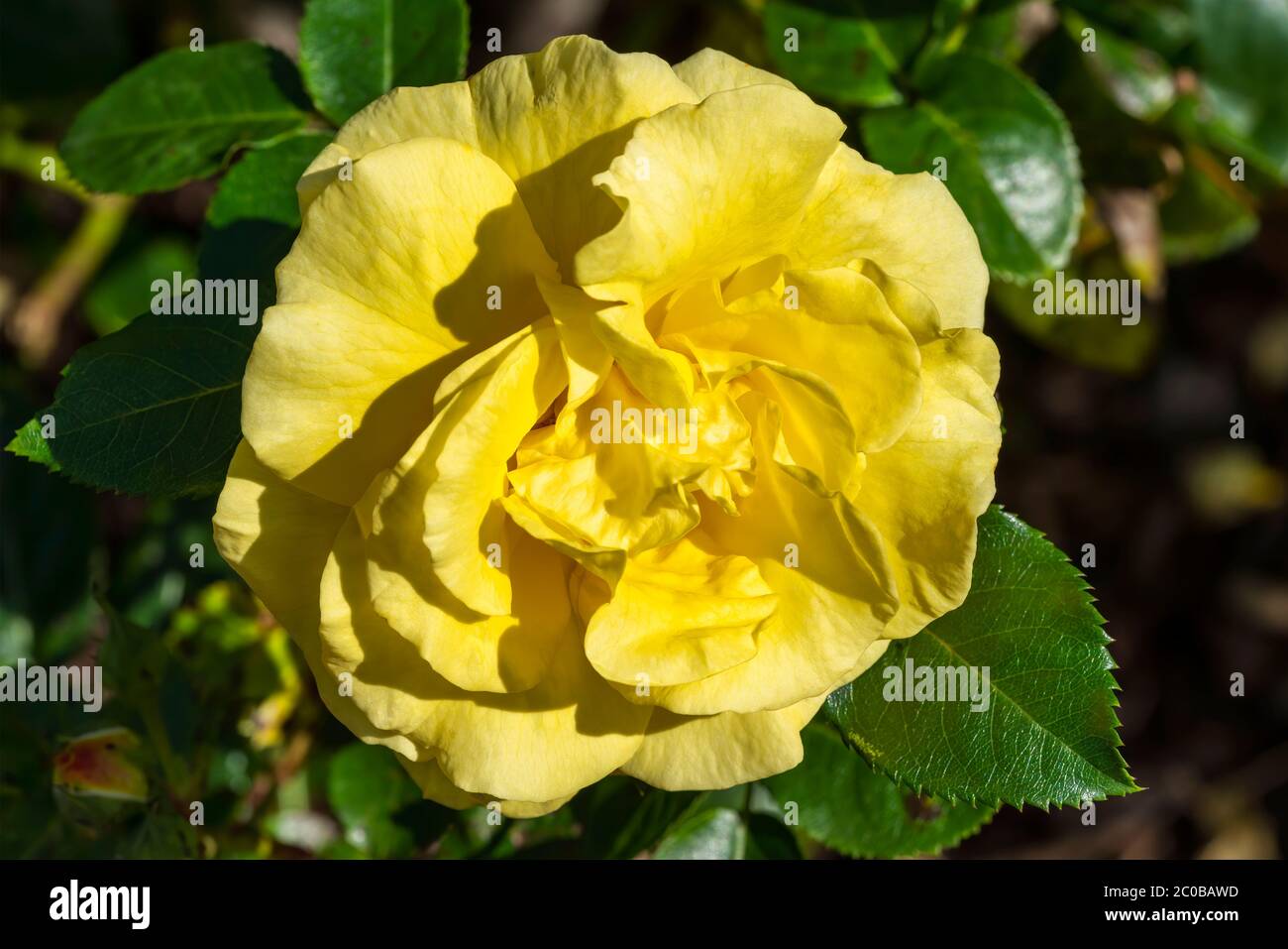 Climbing shrub rose hi-res stock photography and images - Alamy