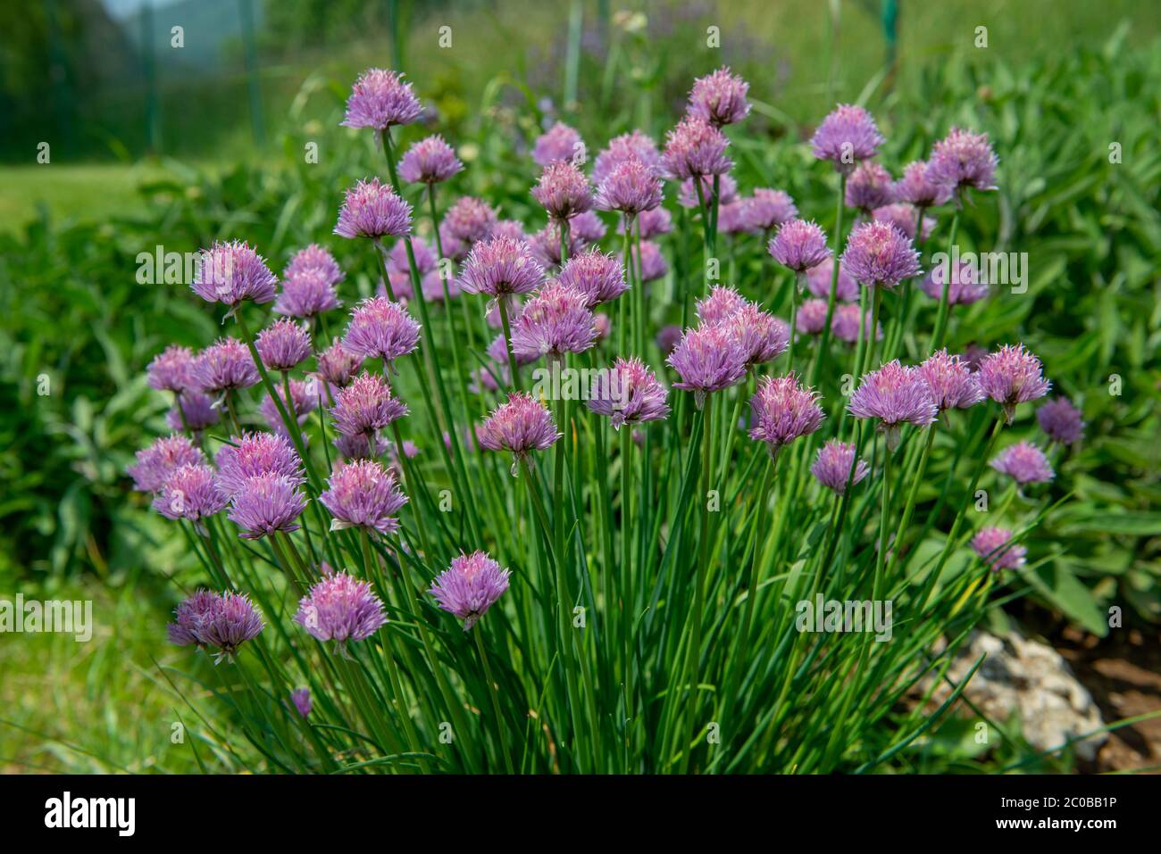 chives to flavor the food Stock Photo - Alamy