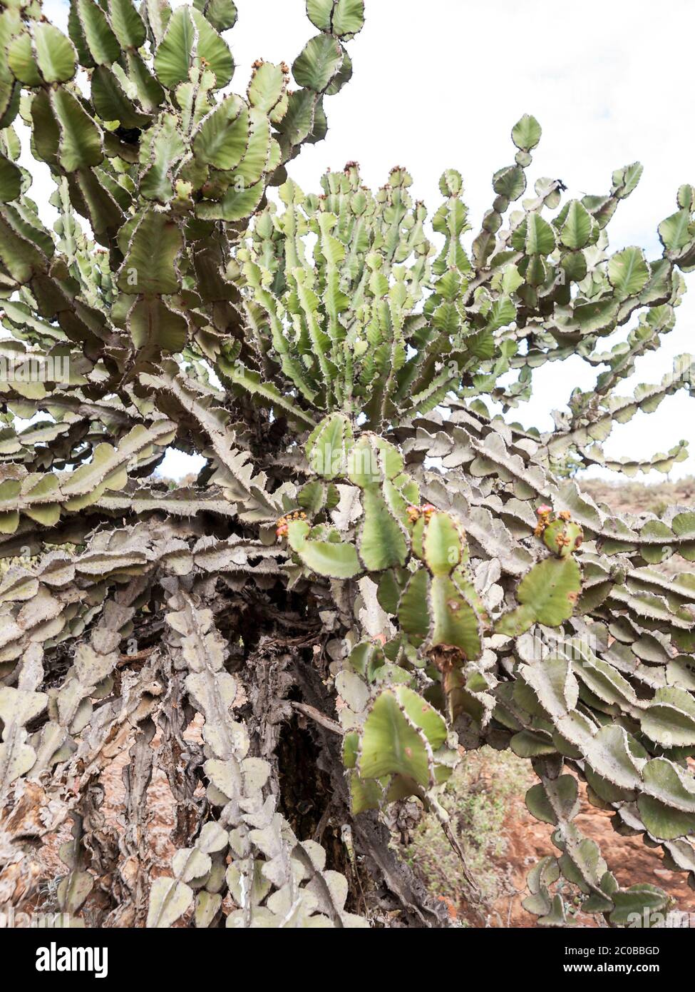 Maji Moto Eco Camp and Maasai Stock Photo - Alamy