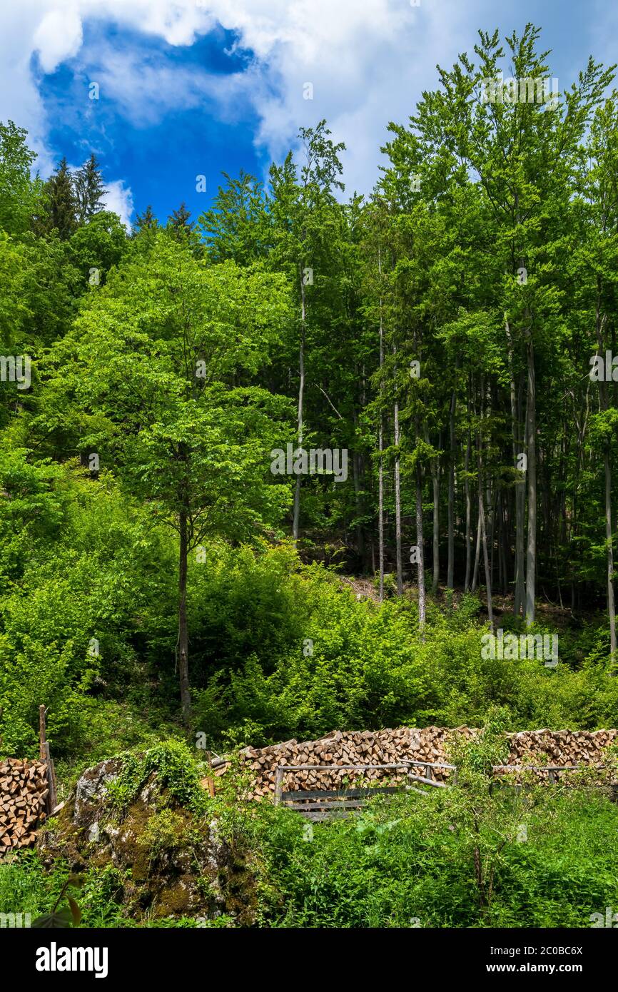 Renewable logging industry hi-res stock photography and images - Alamy