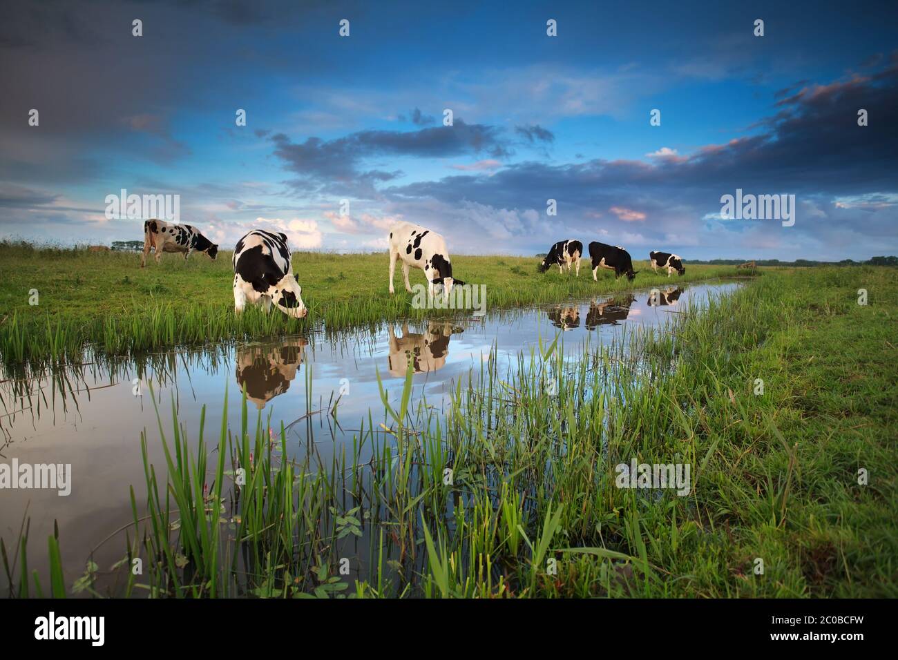 River cows hi-res stock photography and images - Alamy