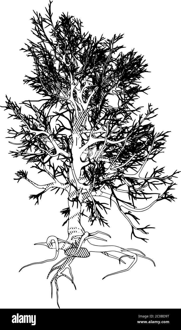 sketch of a tree on a white background vector Stock Vector Image & Art ...