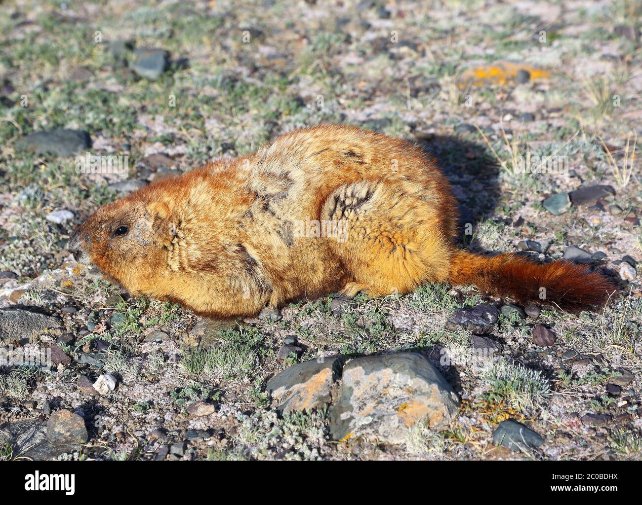 Cute fat animal marmot hi-res stock photography and images - Alamy