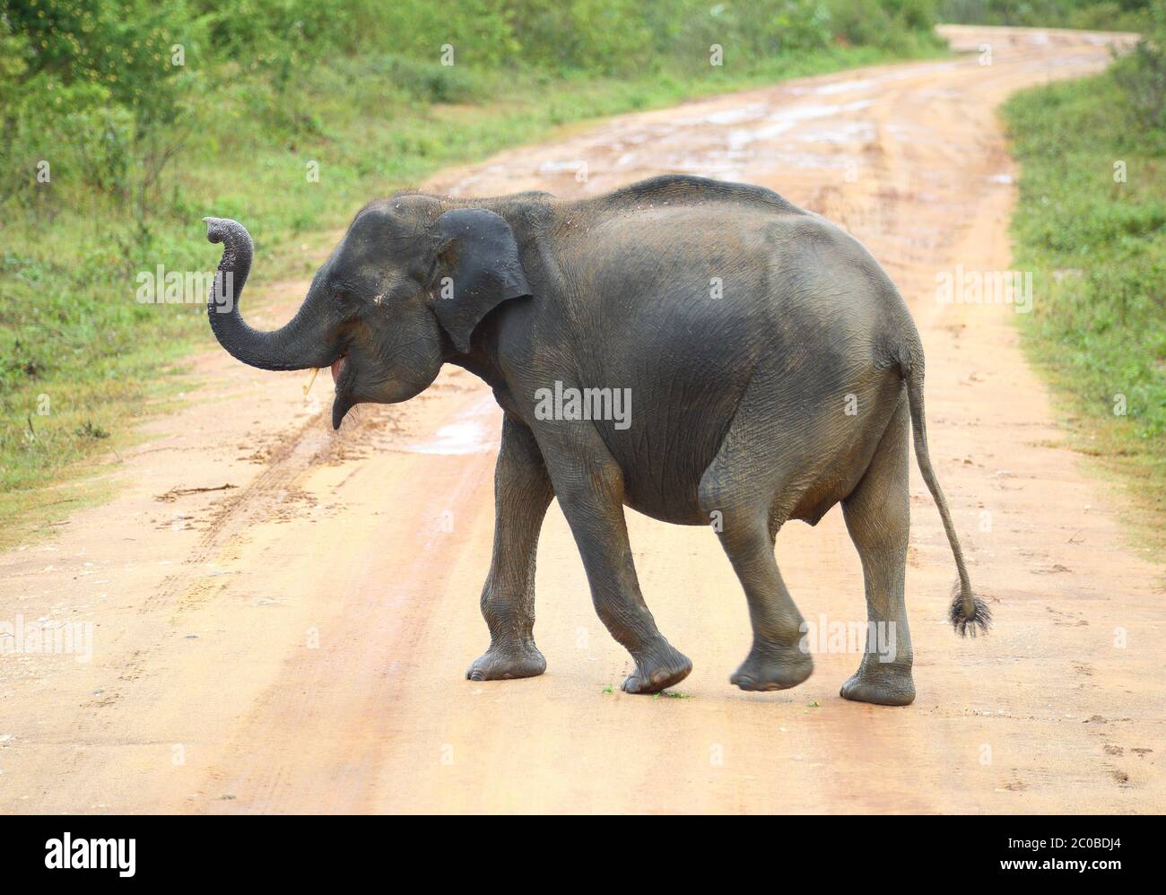 young elephant crossing road Stock Photo - Alamy