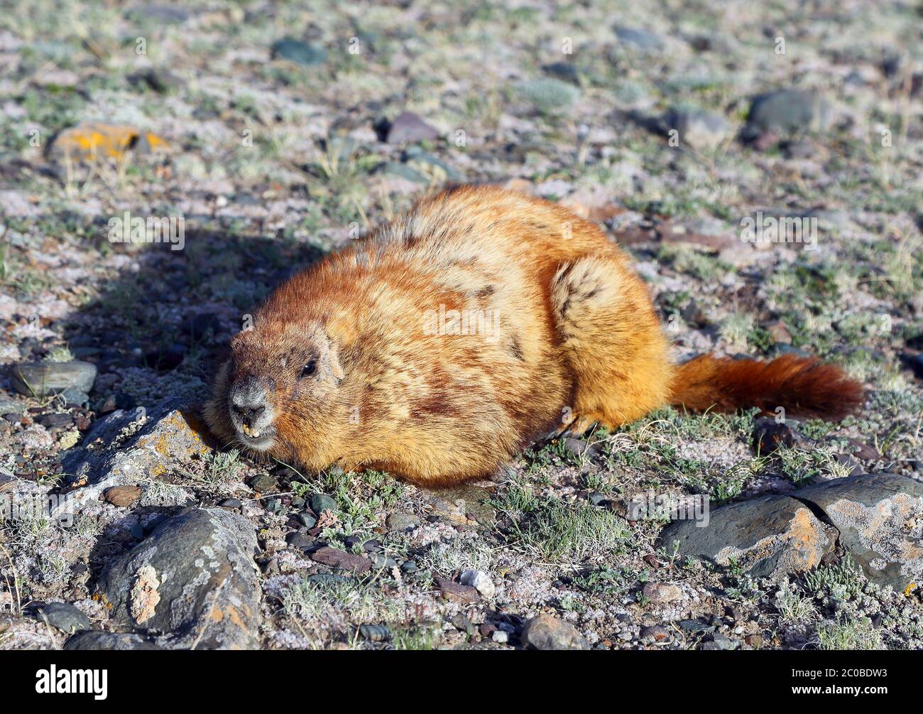 Beautiful marmot hi-res stock photography and images - Alamy