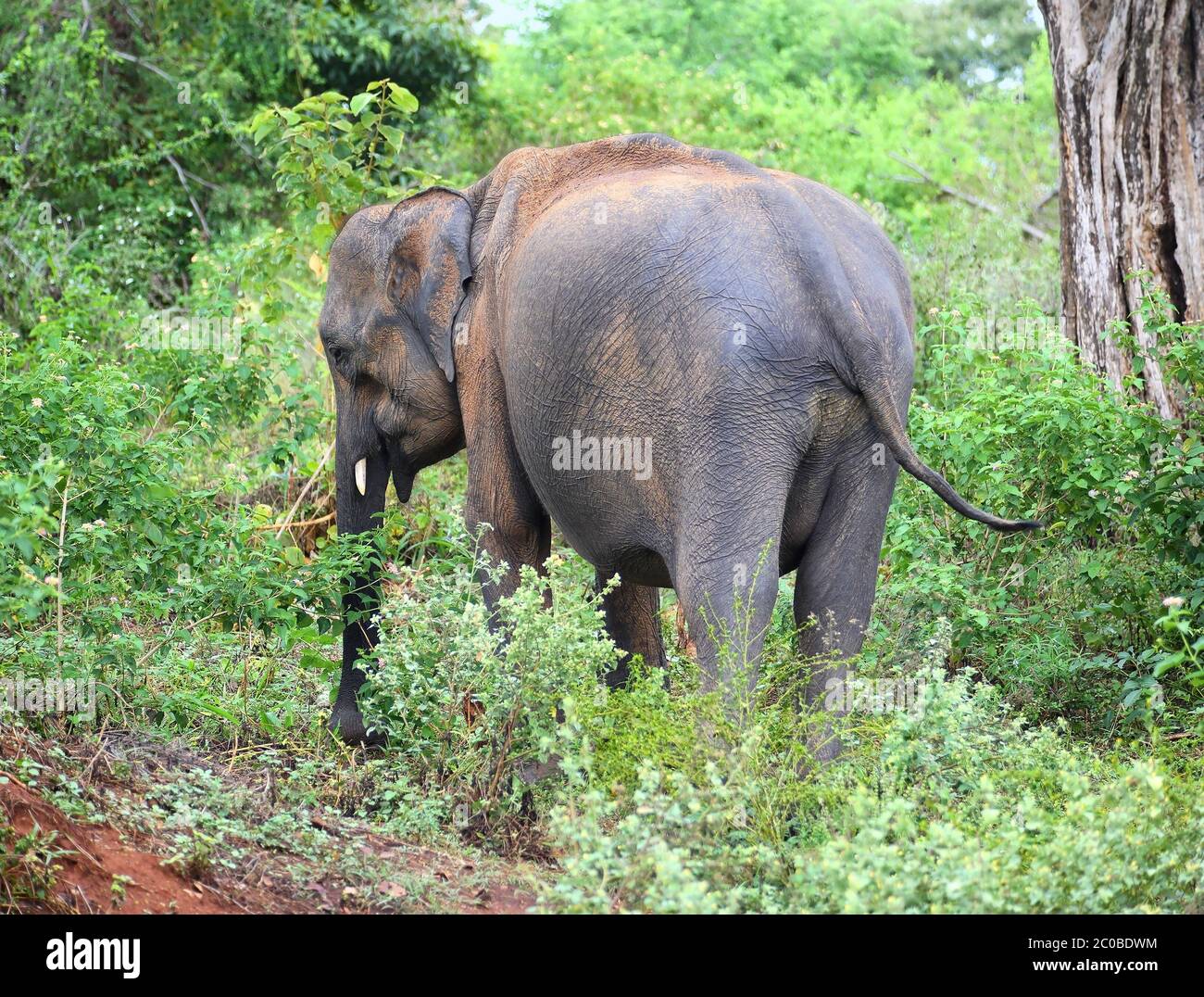 Indian jungle hi-res stock photography and images - Alamy
