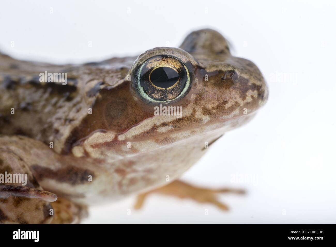 Detail of frog head Stock Photo - Alamy