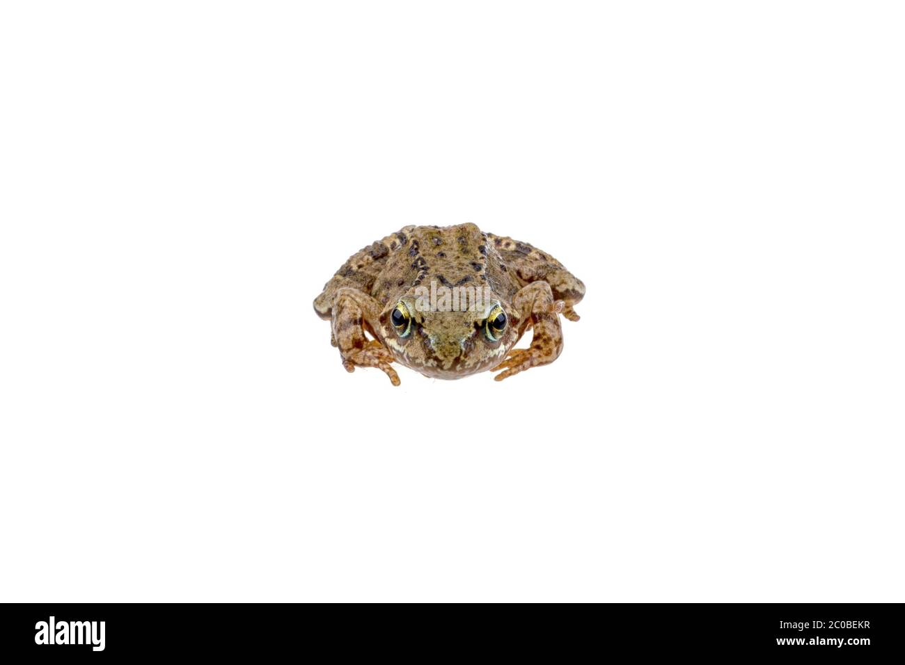 Frog on white background Stock Photo - Alamy