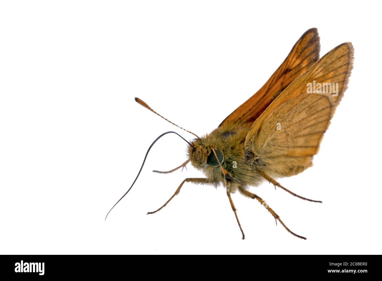 Eyed brown butterflies hi-res stock photography and images - Alamy