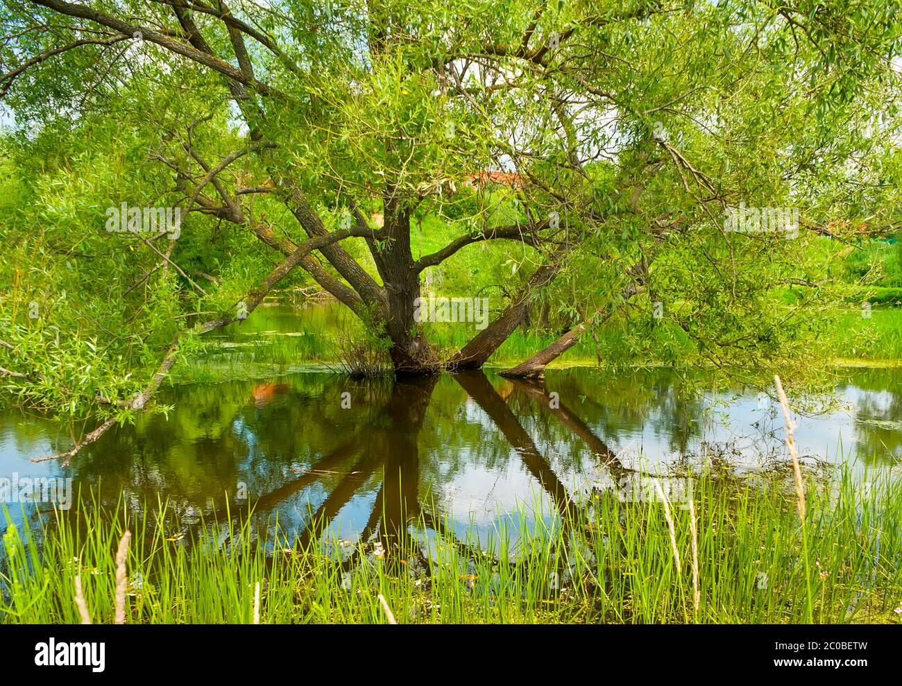 The old spread willow tree grows amid the Nerl river, surrounded with ...