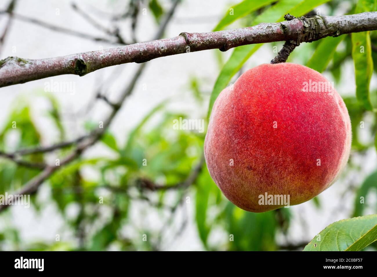 Peach plum garden hi-res stock photography and images - Alamy