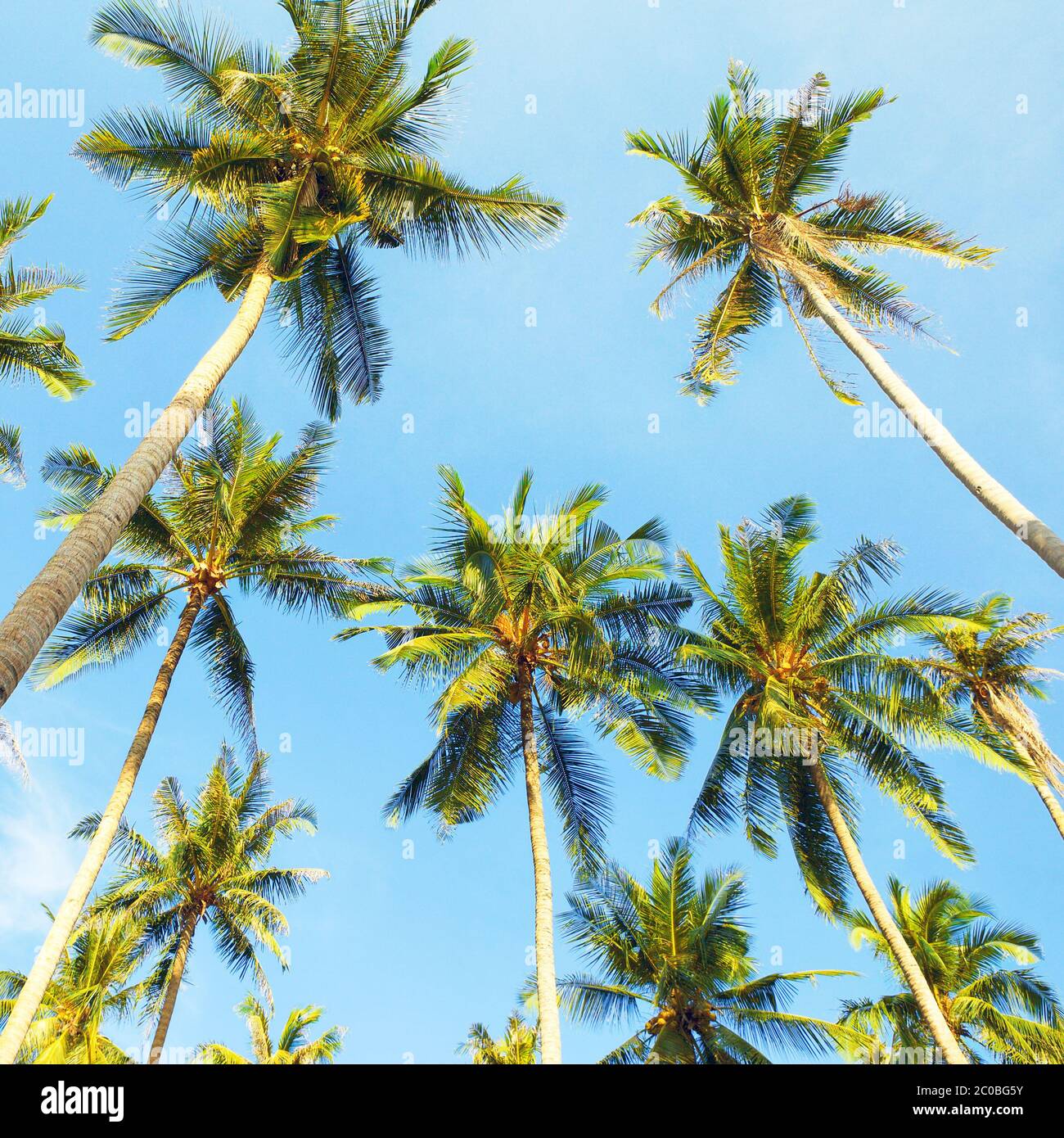 Palms coconut hi-res stock photography and images - Alamy