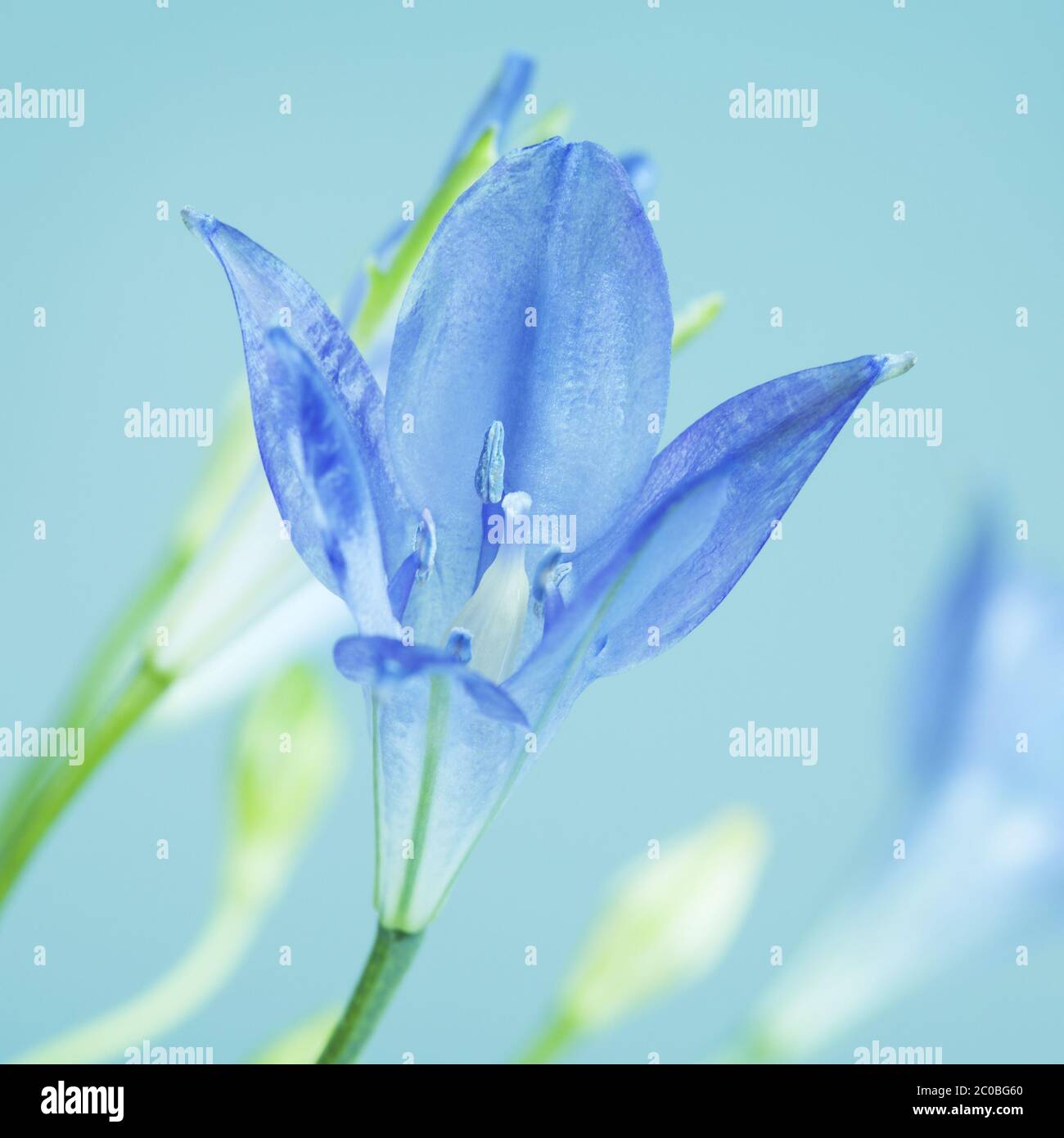 Brodiaea hi-res stock photography and images - Alamy