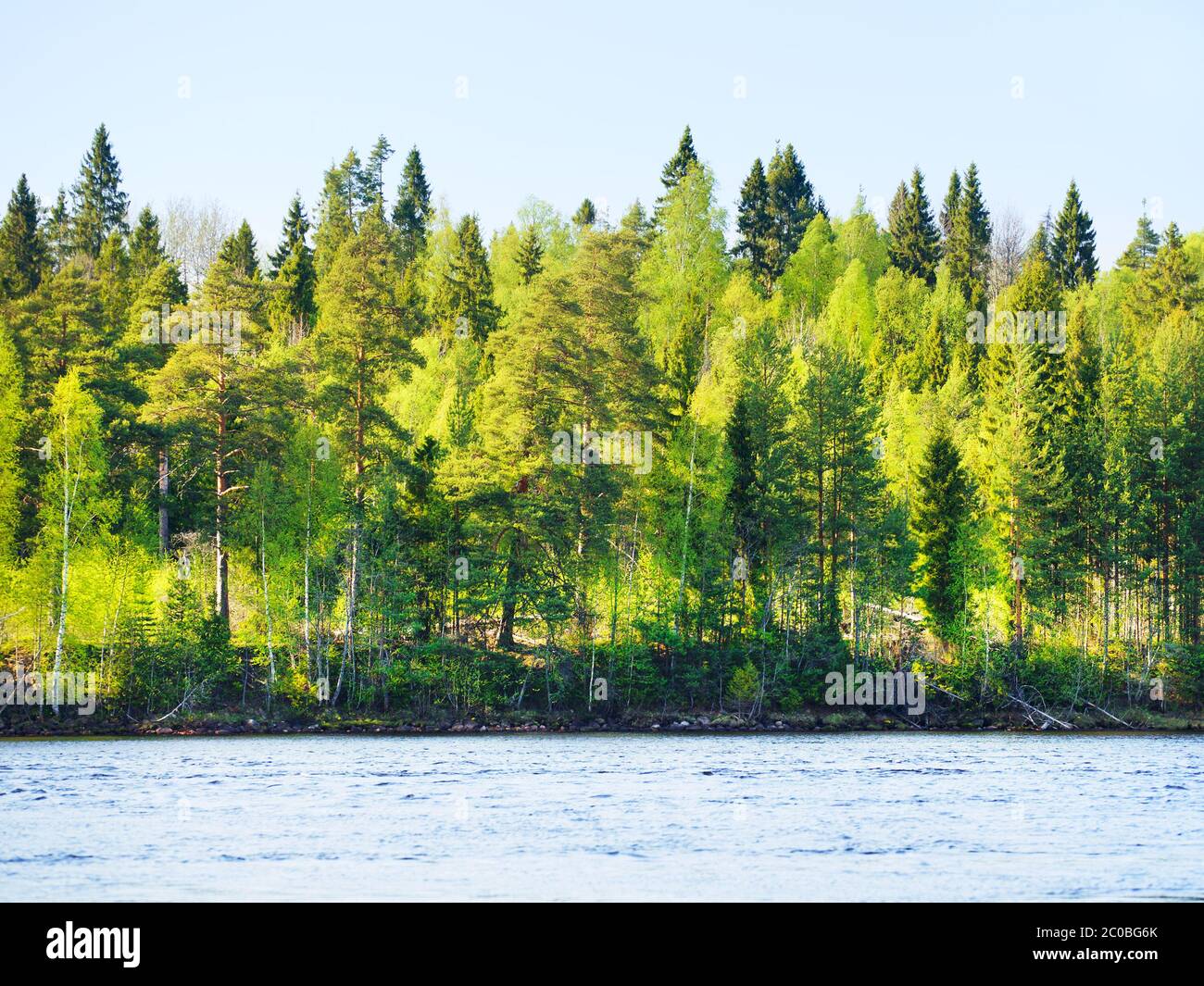 Forest on Rivershore Stock Photo - Alamy