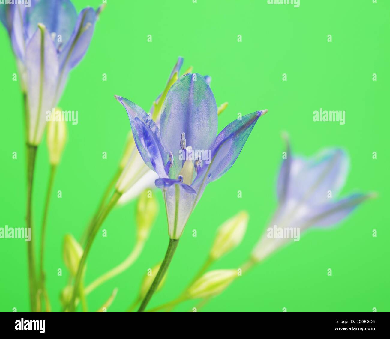 Brodiaea hi-res stock photography and images - Alamy