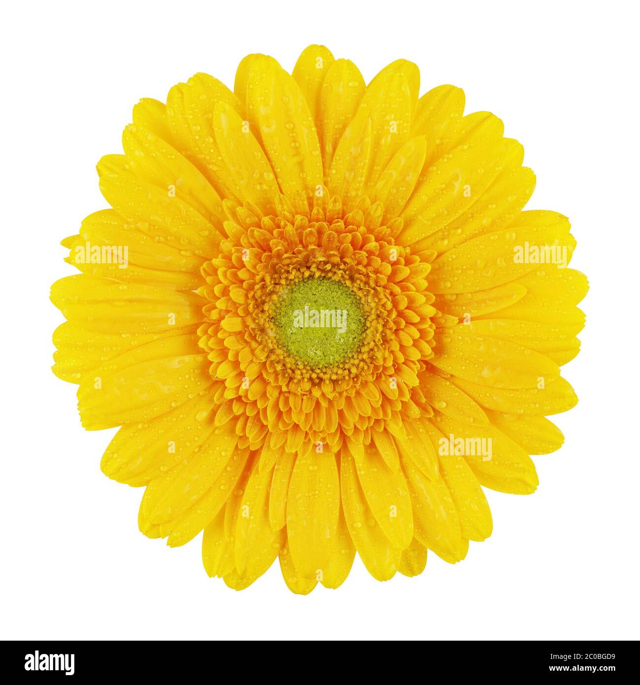 View drop flower gerbera hi-res stock photography and images - Alamy