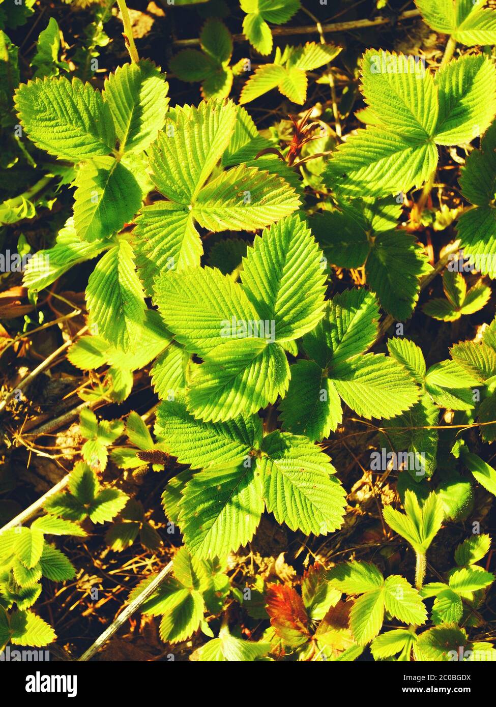 Yellow strawberry leaves hi-res stock photography and images - Alamy