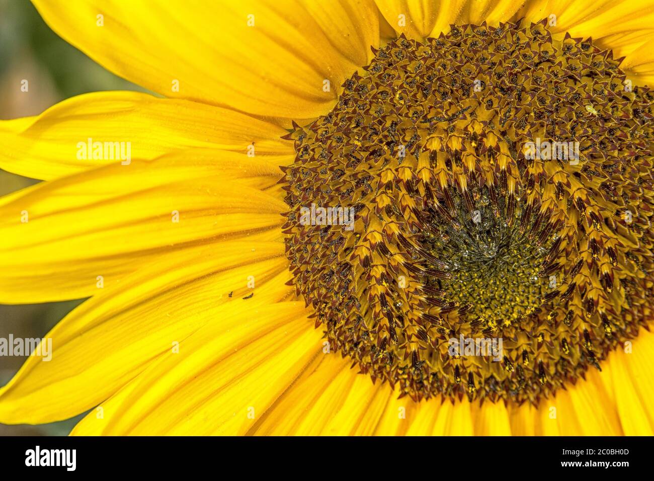 Detail of sunflower hi-res stock photography and images - Alamy