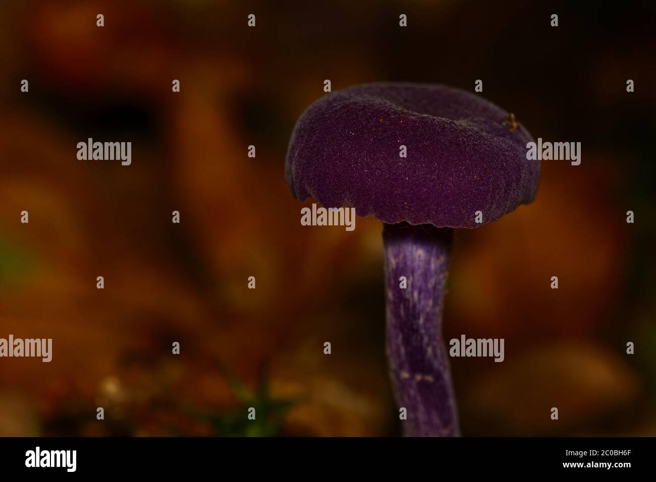 Violet mushrooms hi-res stock photography and images - Alamy