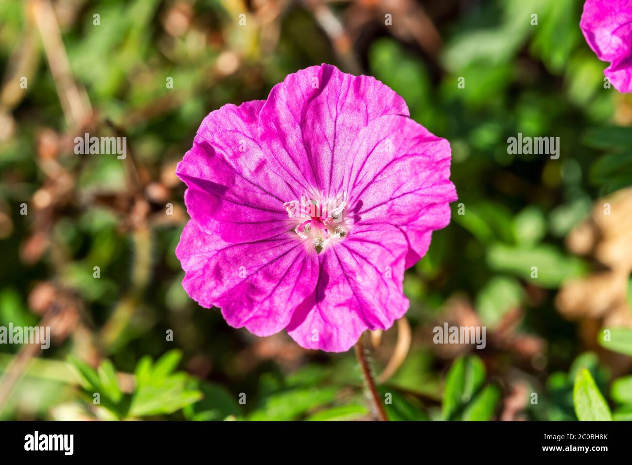 Geranium sanguineum 'Ankum's Pride' a pink herbaceous perennial spring ...