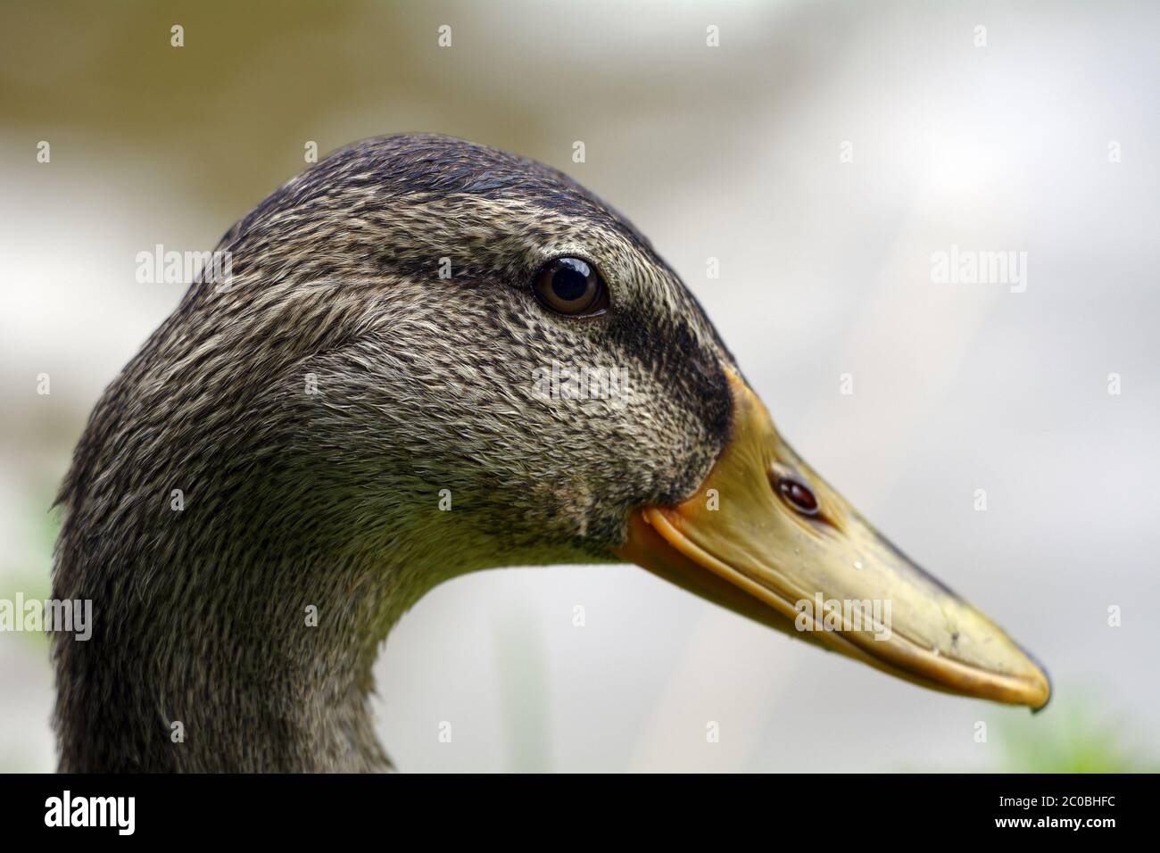 Duck head hi-res stock photography and images - Alamy
