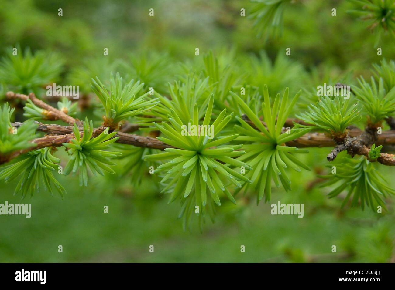 Close up young needles larix hi-res stock photography and images - Alamy