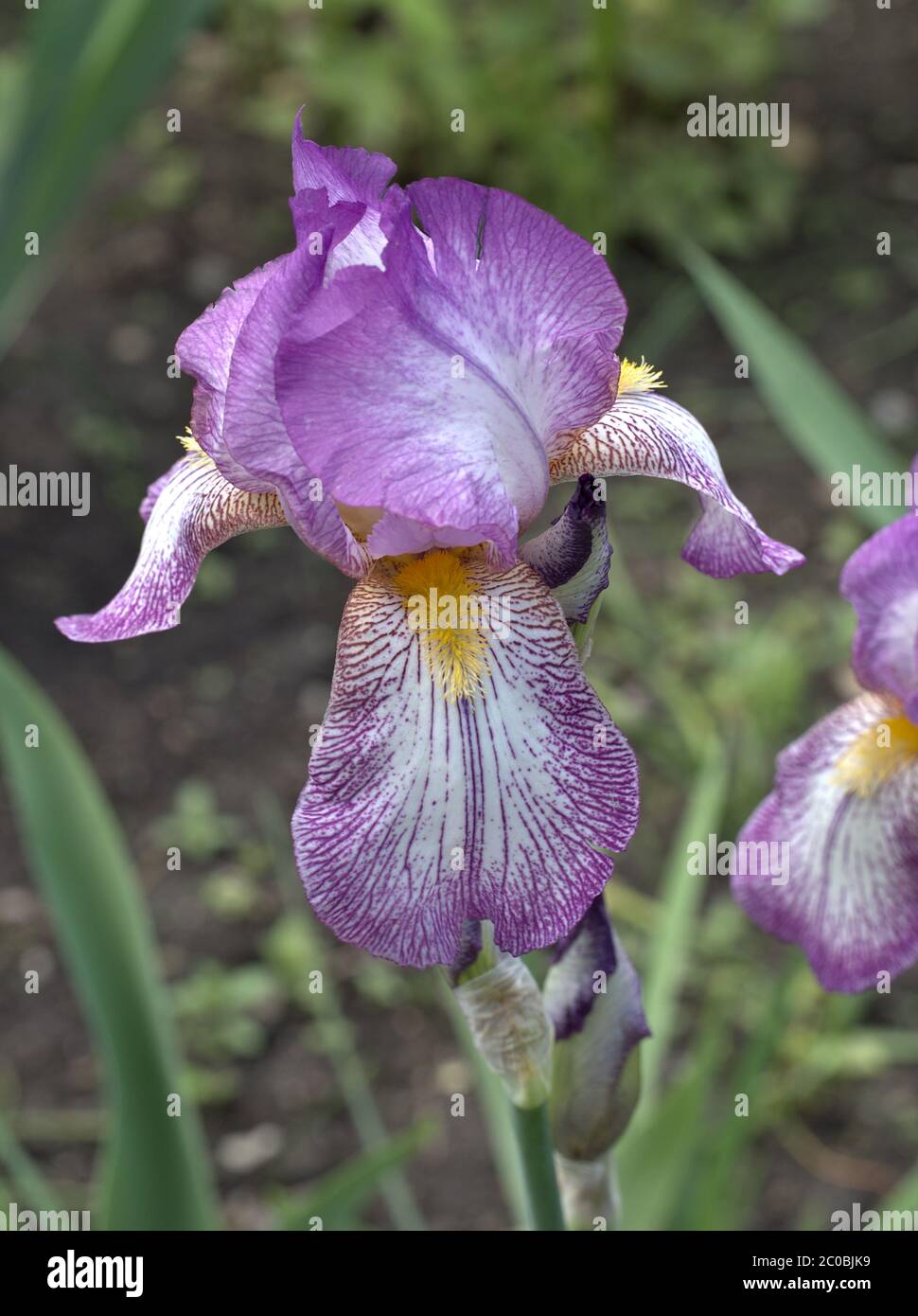 Close up of isolated iris alizes. Iridaceae Iris Alizes also known as ...