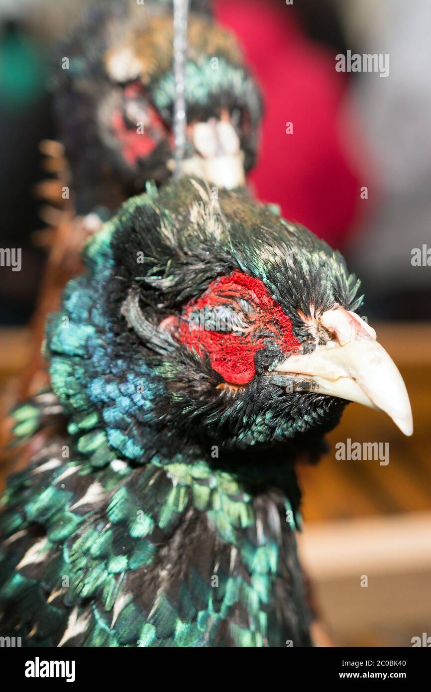 The head of a dead pheasant Stock Photo - Alamy