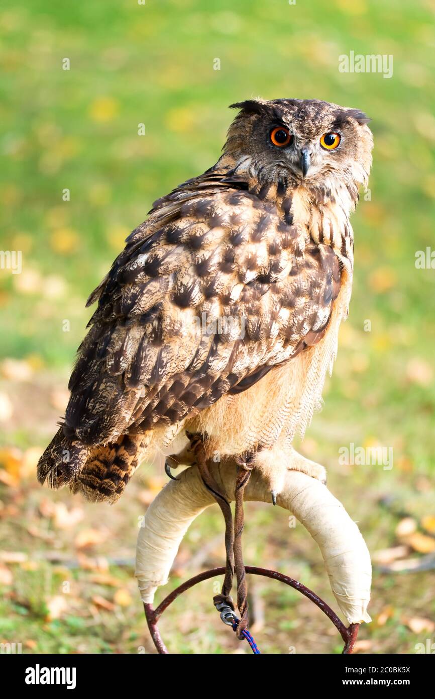 Owl on a perch Stock Photo - Alamy