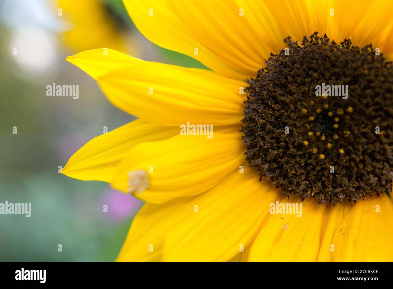 Colorful sunflower blossom field hi-res stock photography and images ...
