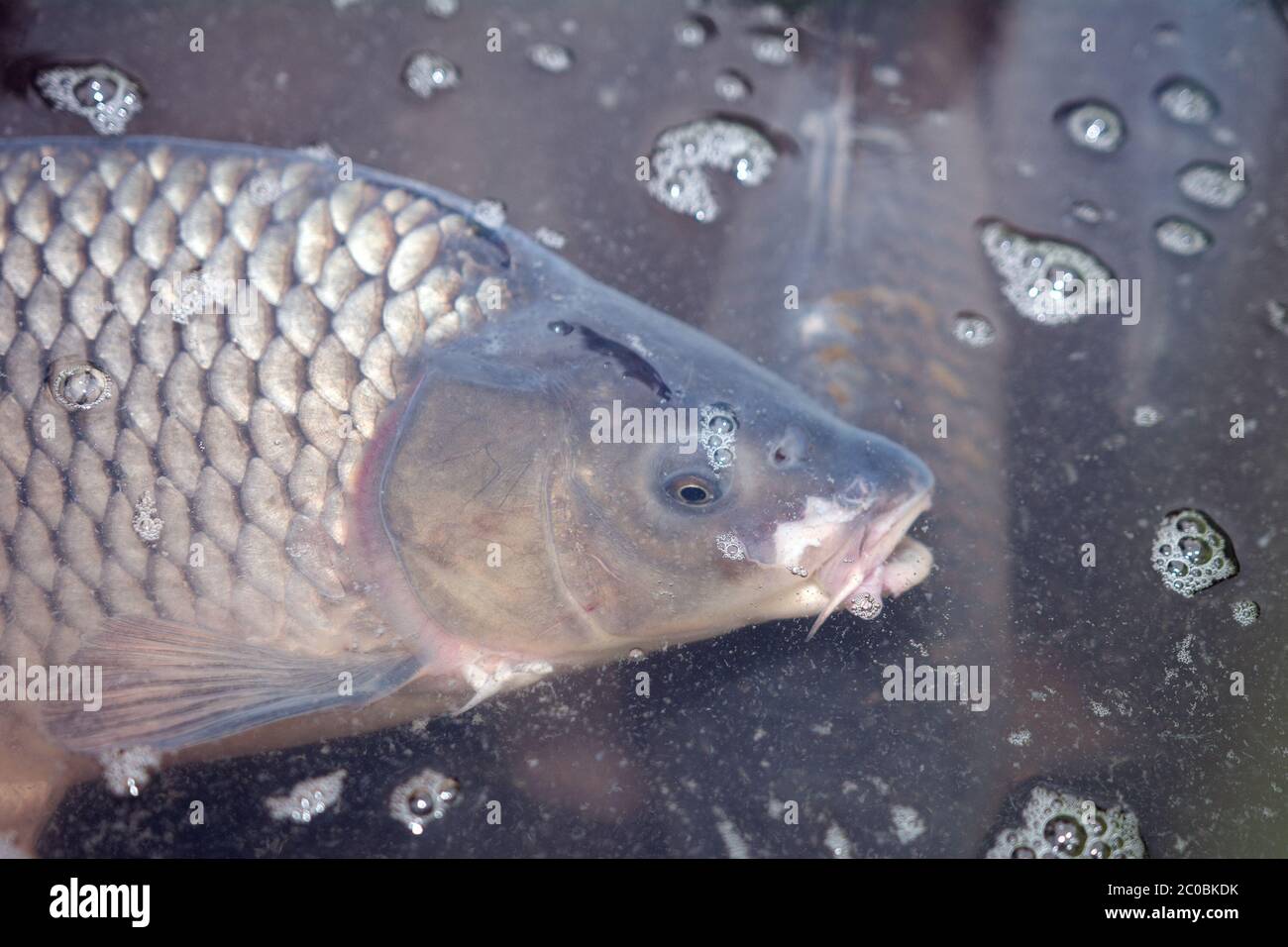 Carp head hi-res stock photography and images - Alamy
