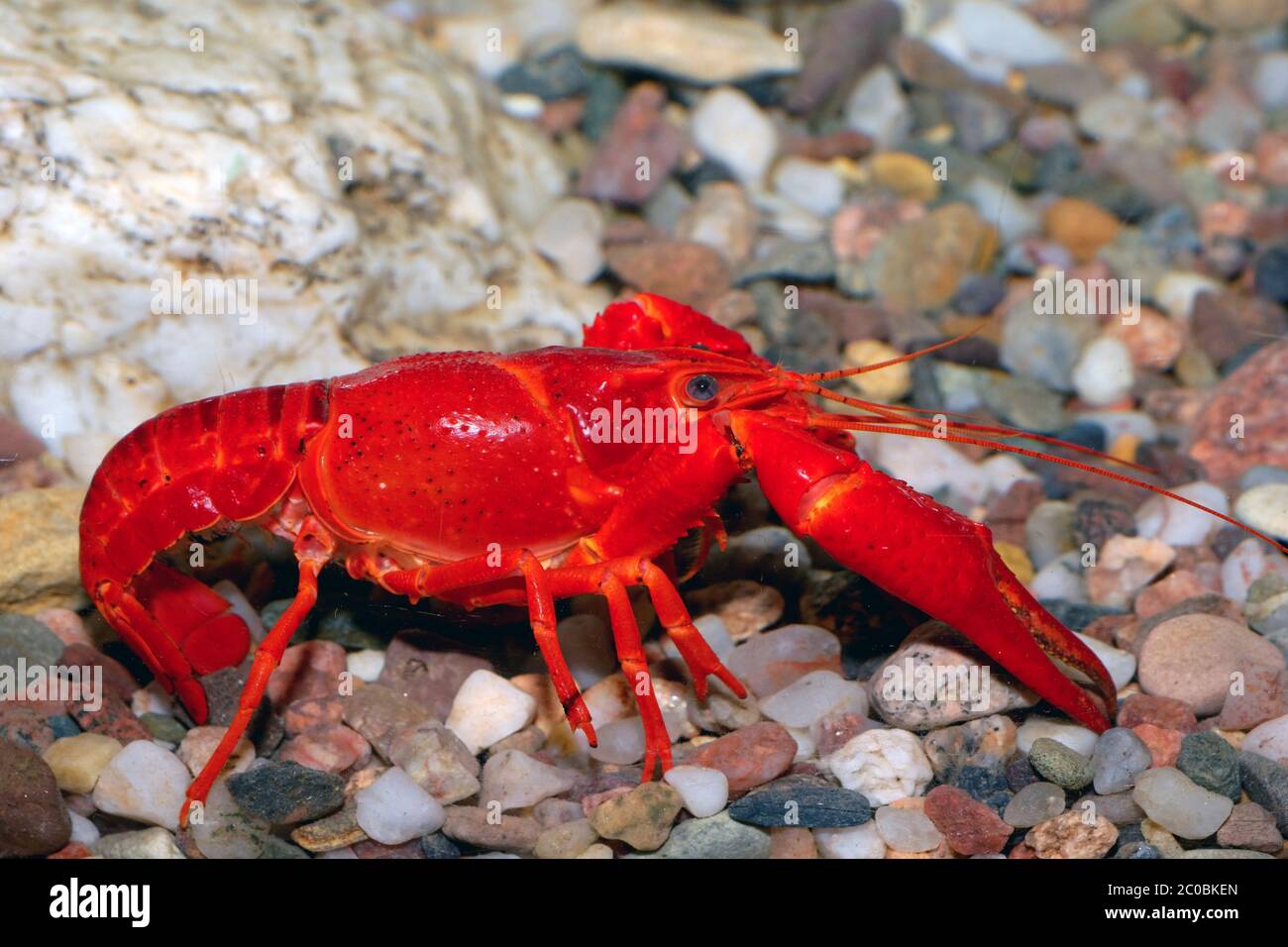 Painted crayfish hi-res stock photography and images - Alamy