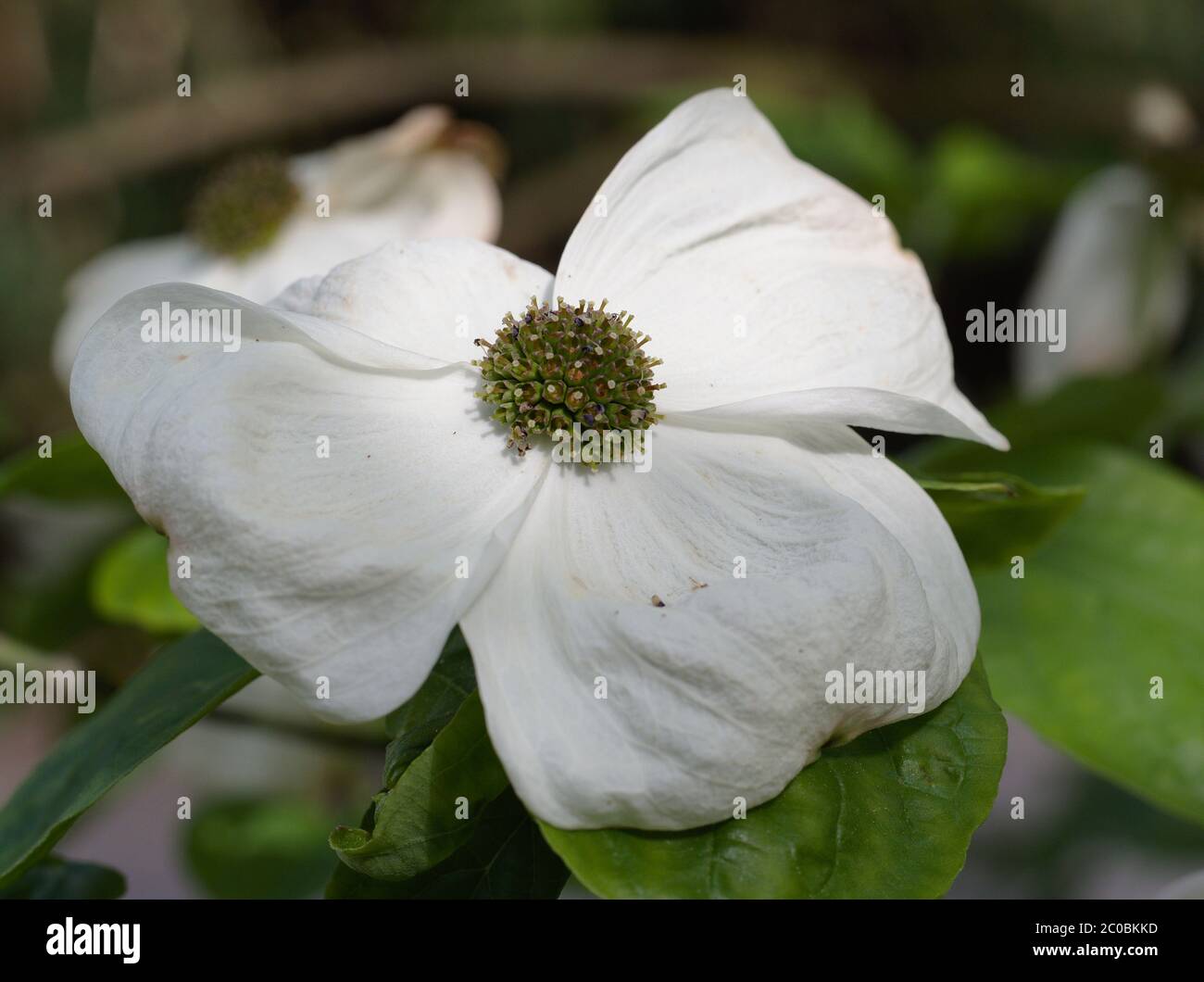 Dogwood cornaceae hi-res stock photography and images - Alamy