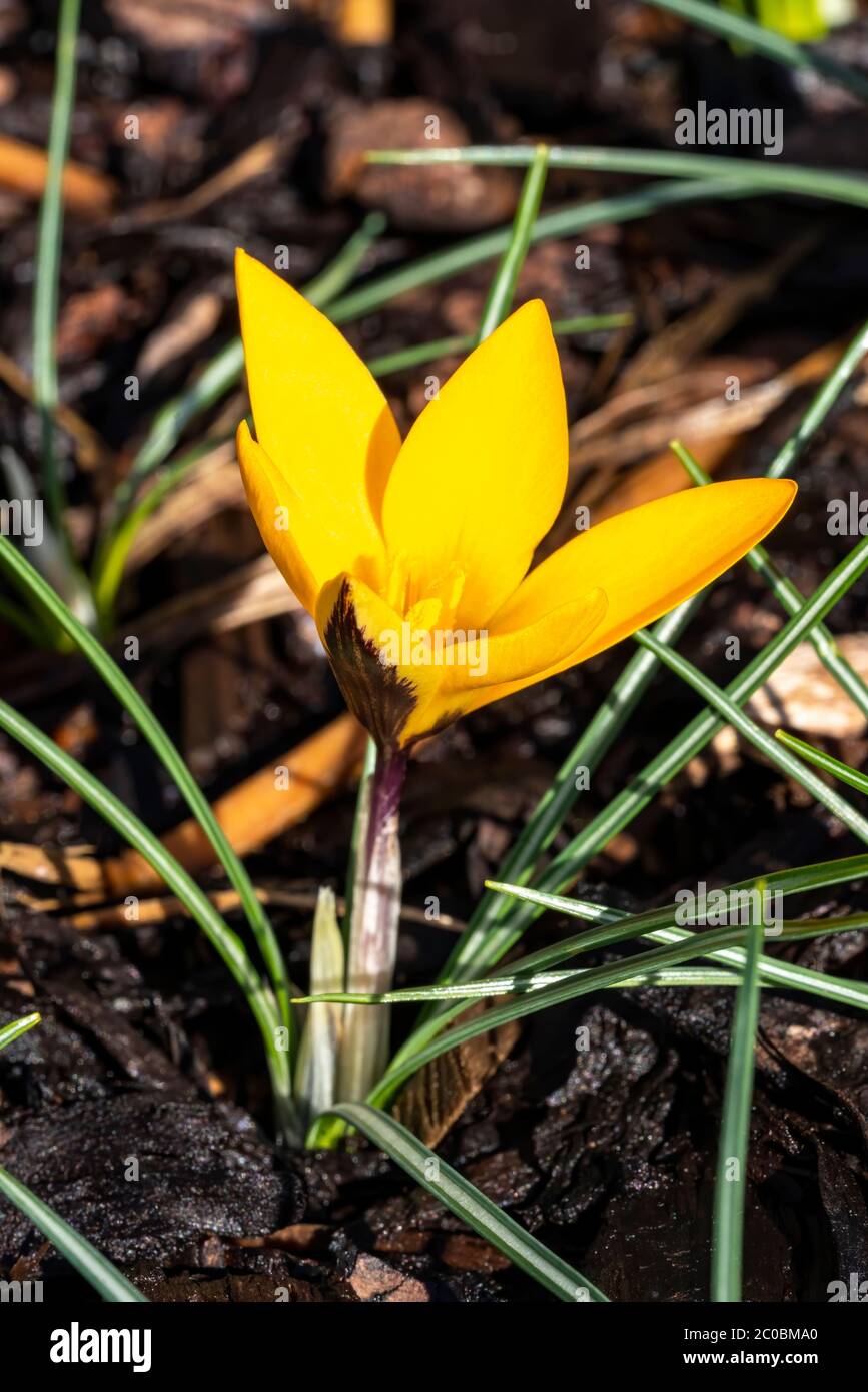 Crocus ancyrensis 'Golden Bunch' a golden yellow springtime flower ...
