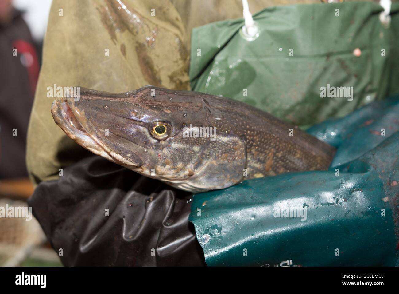 Pike rod hi-res stock photography and images - Alamy