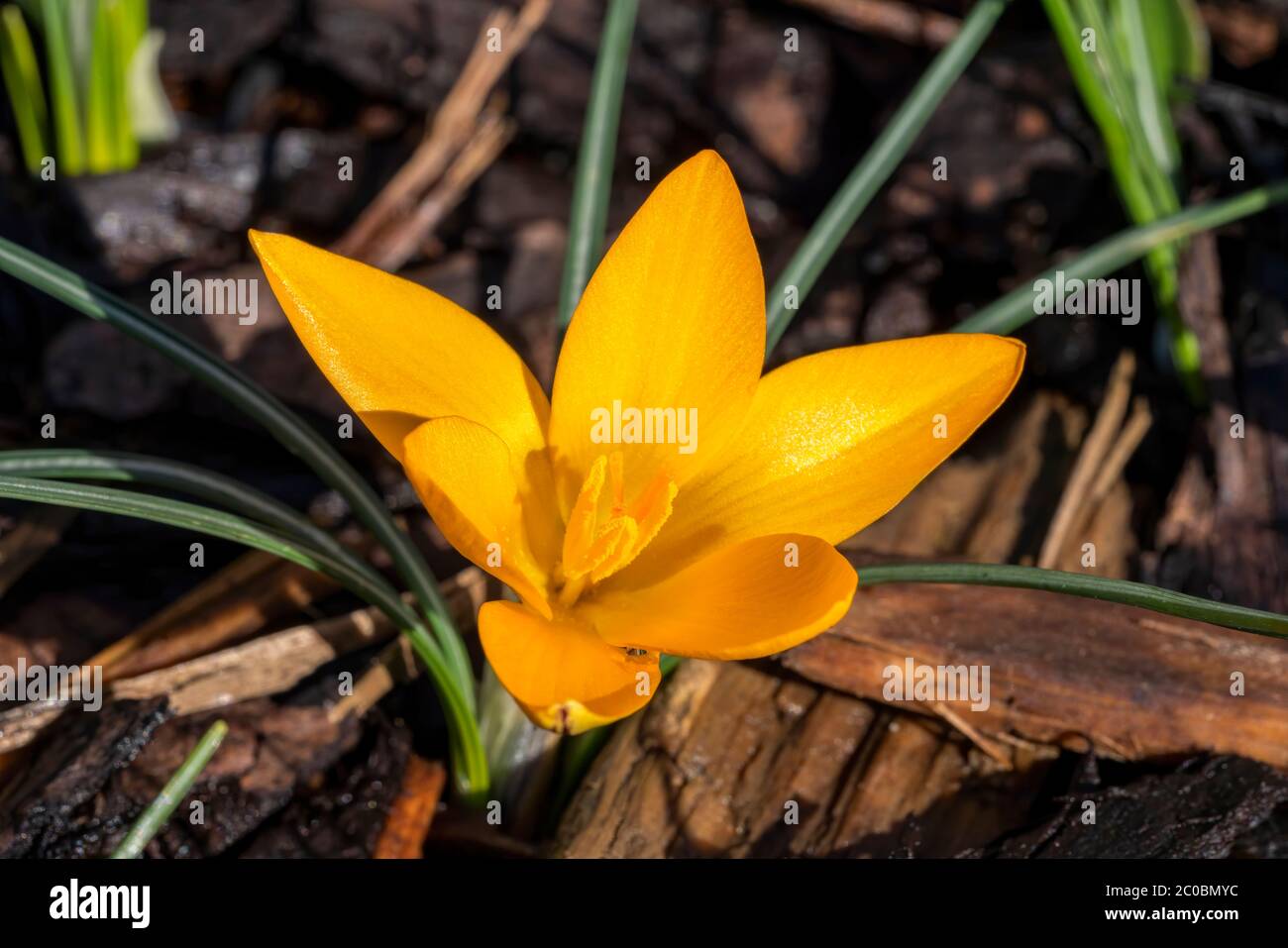 Crocus ancyrensis 'Golden Bunch' a golden yellow springtime flower ...