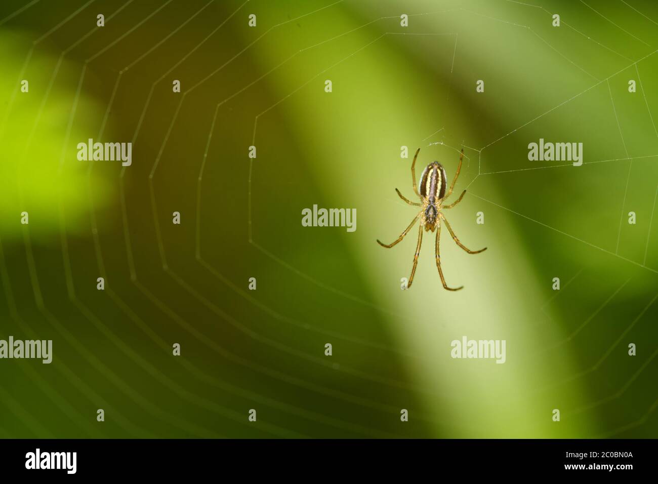 Spider in network Stock Photo - Alamy