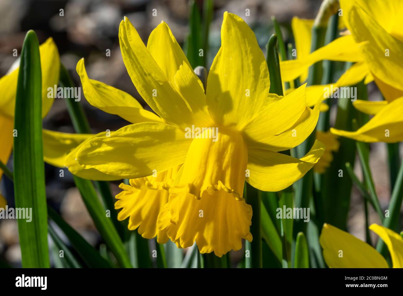 ‘february gold’ narcissus hi-res stock photography and images - Alamy