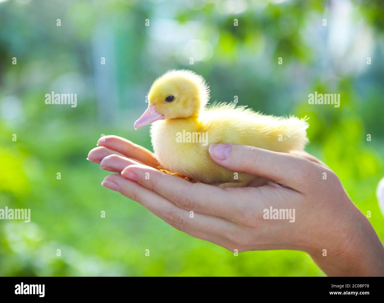 Duckling girl duck hi-res stock photography and images - Alamy