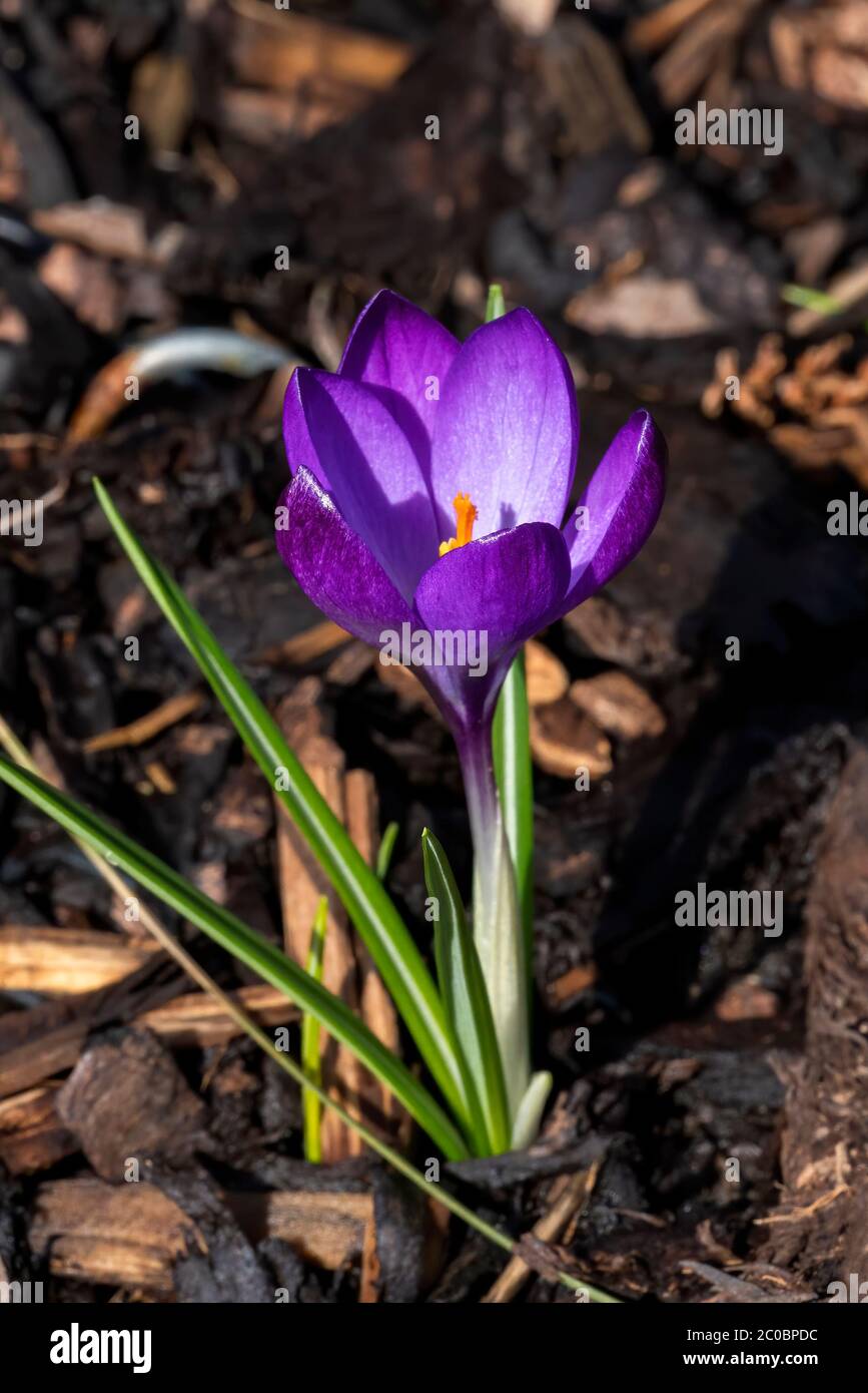 Ruby giant crocus hi-res stock photography and images - Alamy