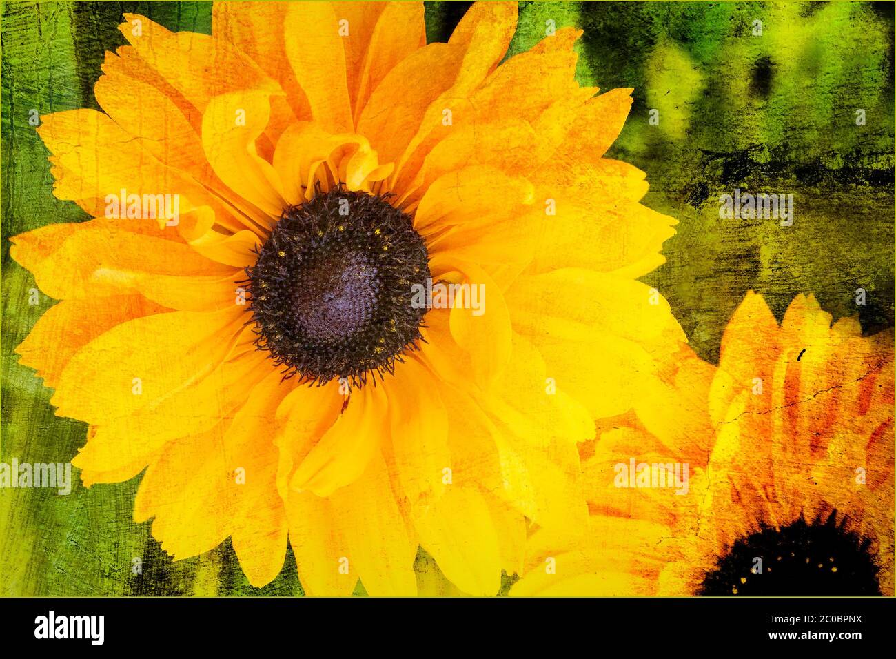 Rudbeckia Hirta 'Goldilocks' flower plant with a watercolor multi ...