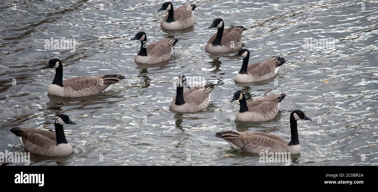 Canadian geese flying formation hi-res stock photography and images - Alamy