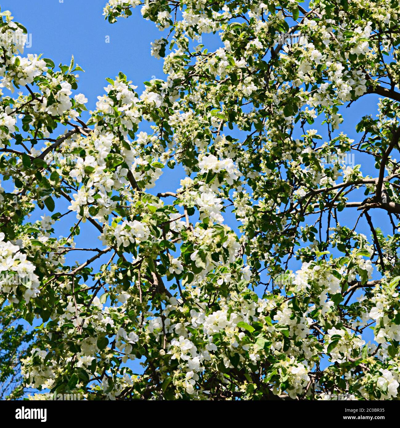 Apple flower leaf collection hi-res stock photography and images - Alamy