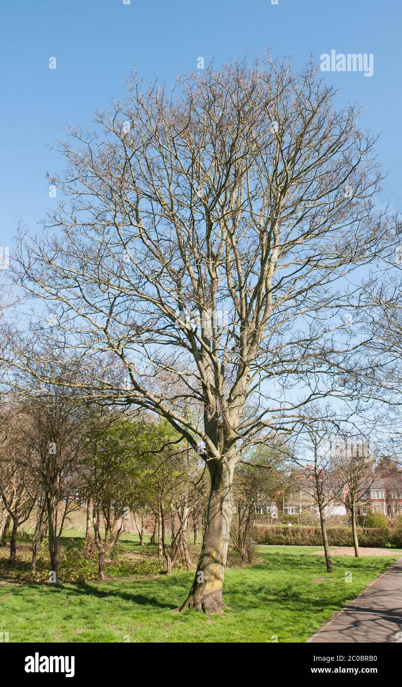 Sycamore Winter High Resolution Stock Photography and Images - Alamy