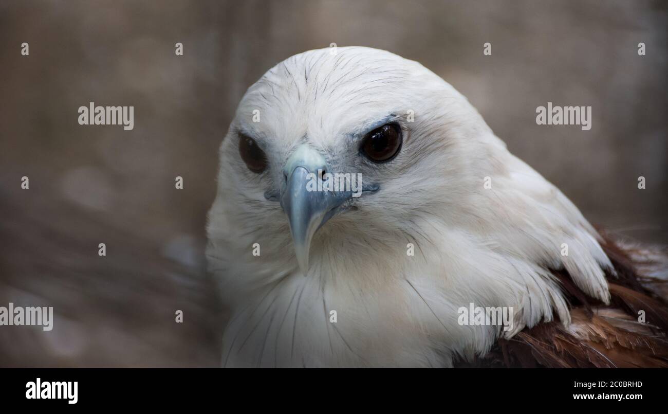 Philippine hawk eagle hi-res stock photography and images - Alamy