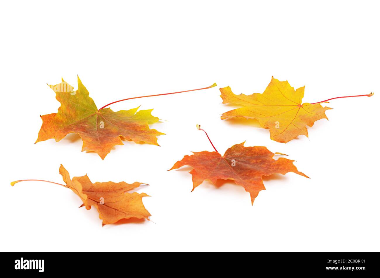 Tree falling leave isolated hi-res stock photography and images - Alamy